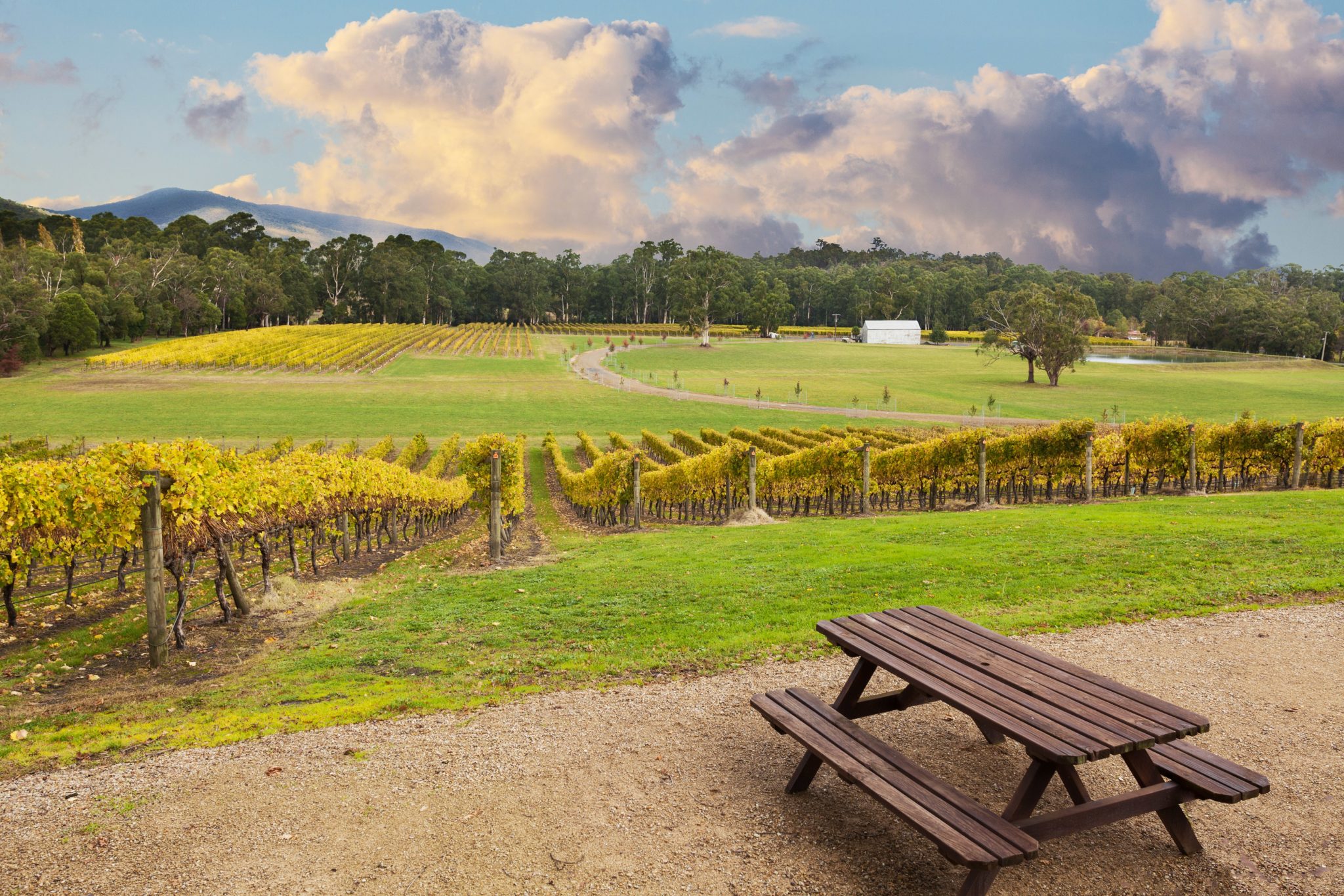 Experience Some Of the Best Wine Tours In The World! | Aus Wine Tour Co.